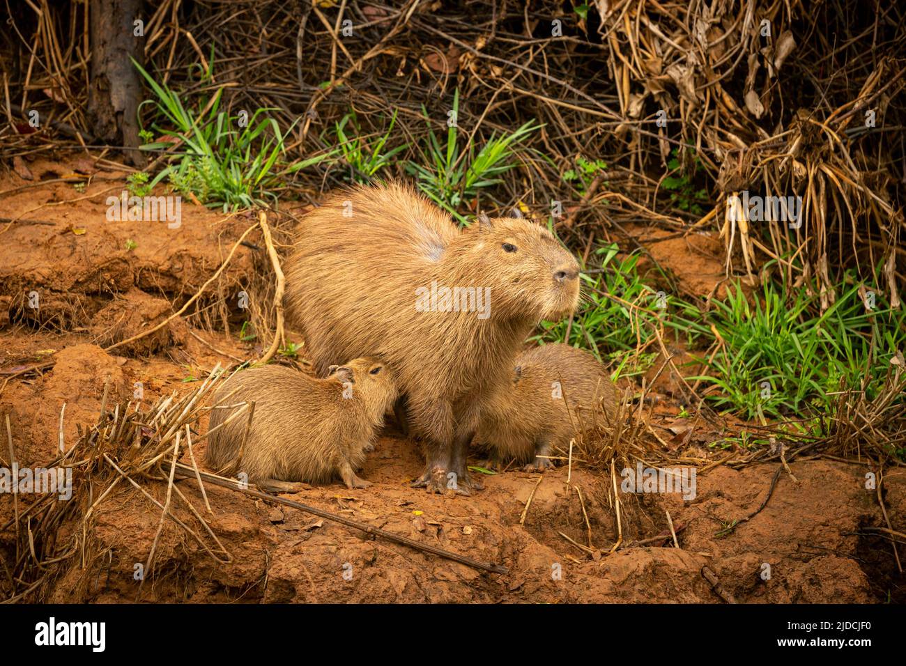 Capybara in the nature habitat of northern pantanal. Biggest rondent ...