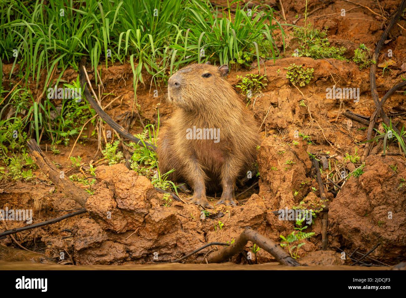 Capybara in the nature habitat of northern pantanal. Biggest rondent ...