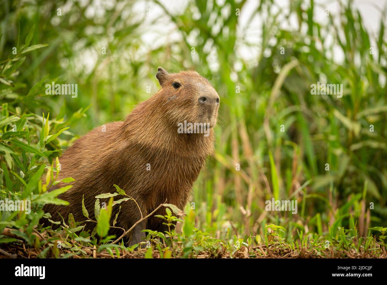 Capybara in the nature habitat of northern pantanal. Biggest rondent ...