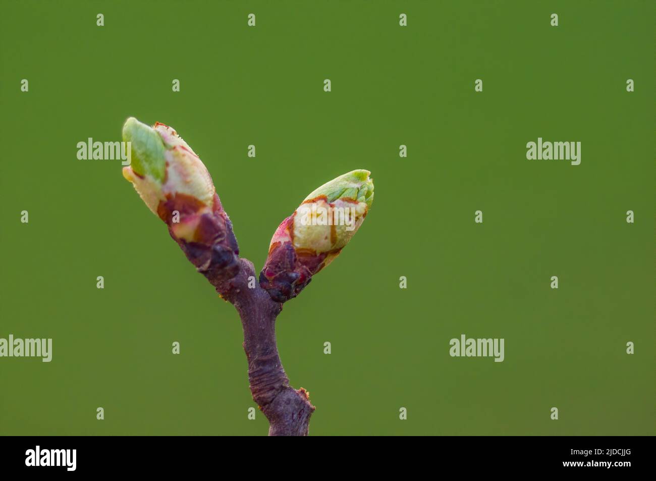 Plant shoot buds hi-res stock photography and images - Alamy