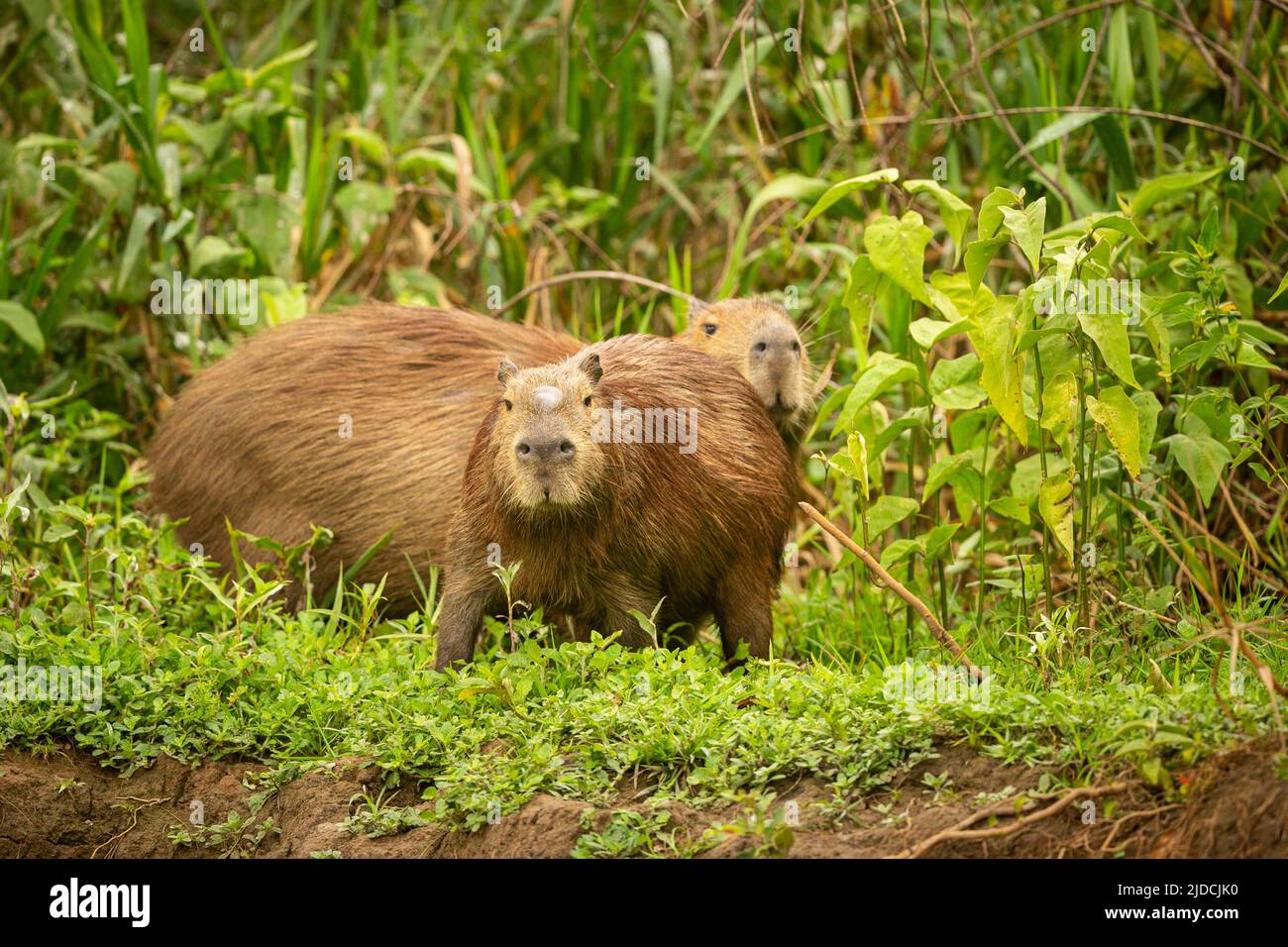 Capybara in the nature habitat of northern pantanal. Biggest rondent ...