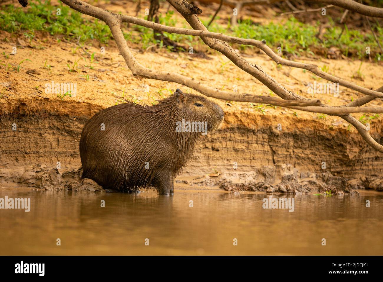 Capybara in the nature habitat of northern pantanal. Biggest rondent ...