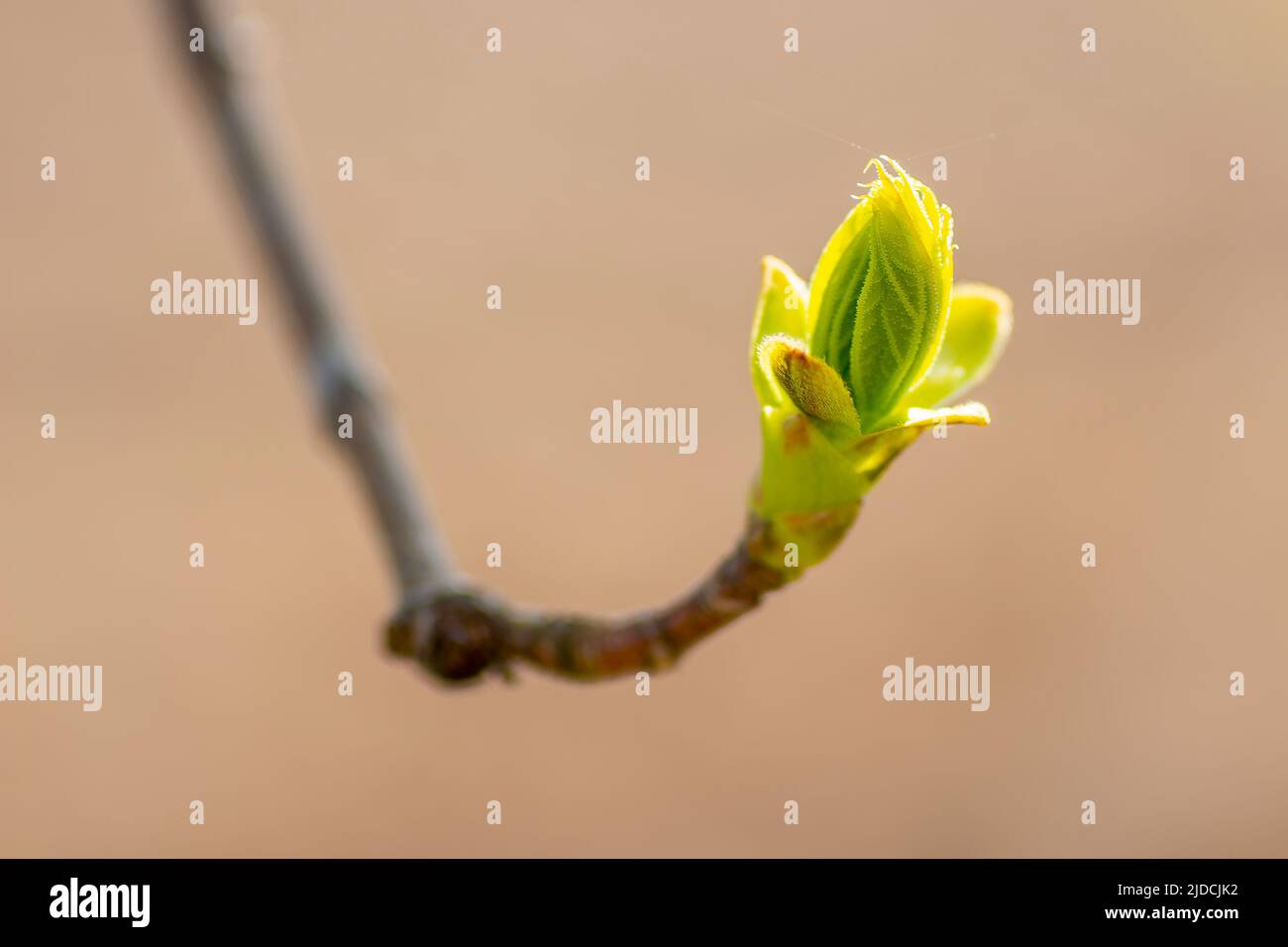 Plant shoot buds hi-res stock photography and images - Alamy