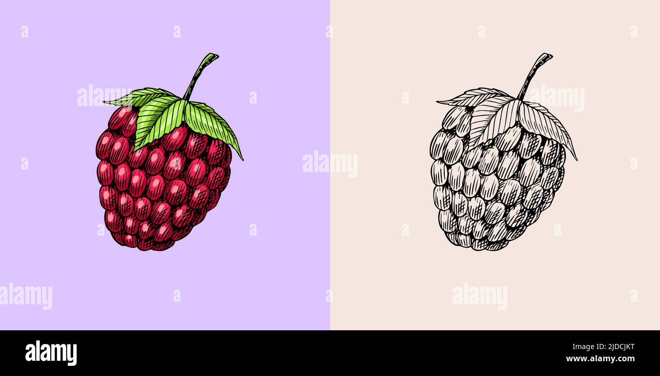 Raspberries in vintage style. Summer fruit. Berries. Engraved hand ...