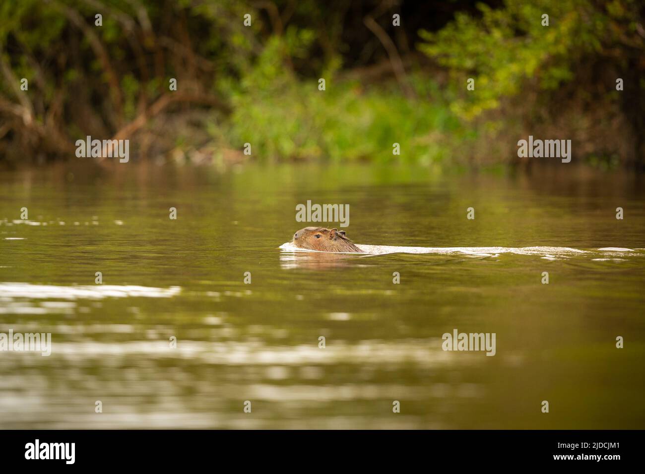 Capybara in the nature habitat of northern pantanal. Biggest rondent ...