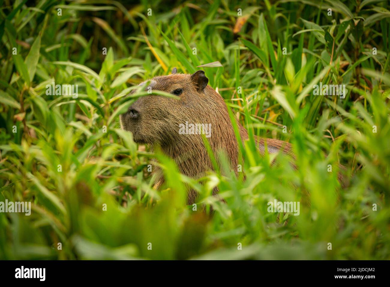 Capybara in the nature habitat of northern pantanal. Biggest rondent, wild america, south ...