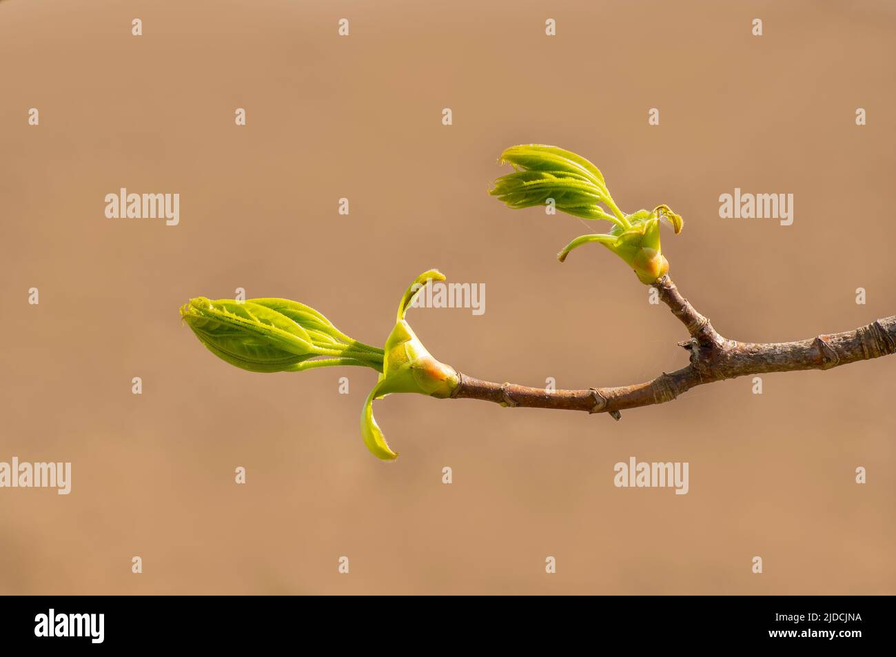 Plant shoot buds hi-res stock photography and images - Alamy