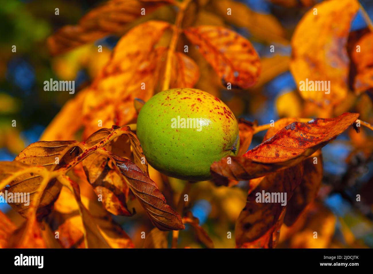 Walnut and autumn leaves on the tree branch . Juglans Regia Stock Photo ...