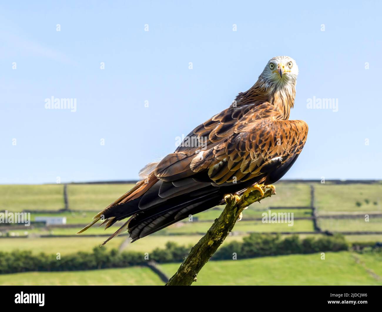 A British Red Kite, (Milvus milvus), perched on a large dead branch ...