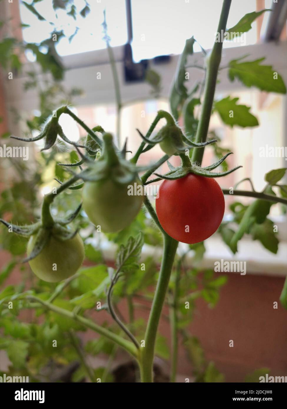 Tomato. Small tomatoes on a branch in the garden. Ripe tomatoes, bush ...