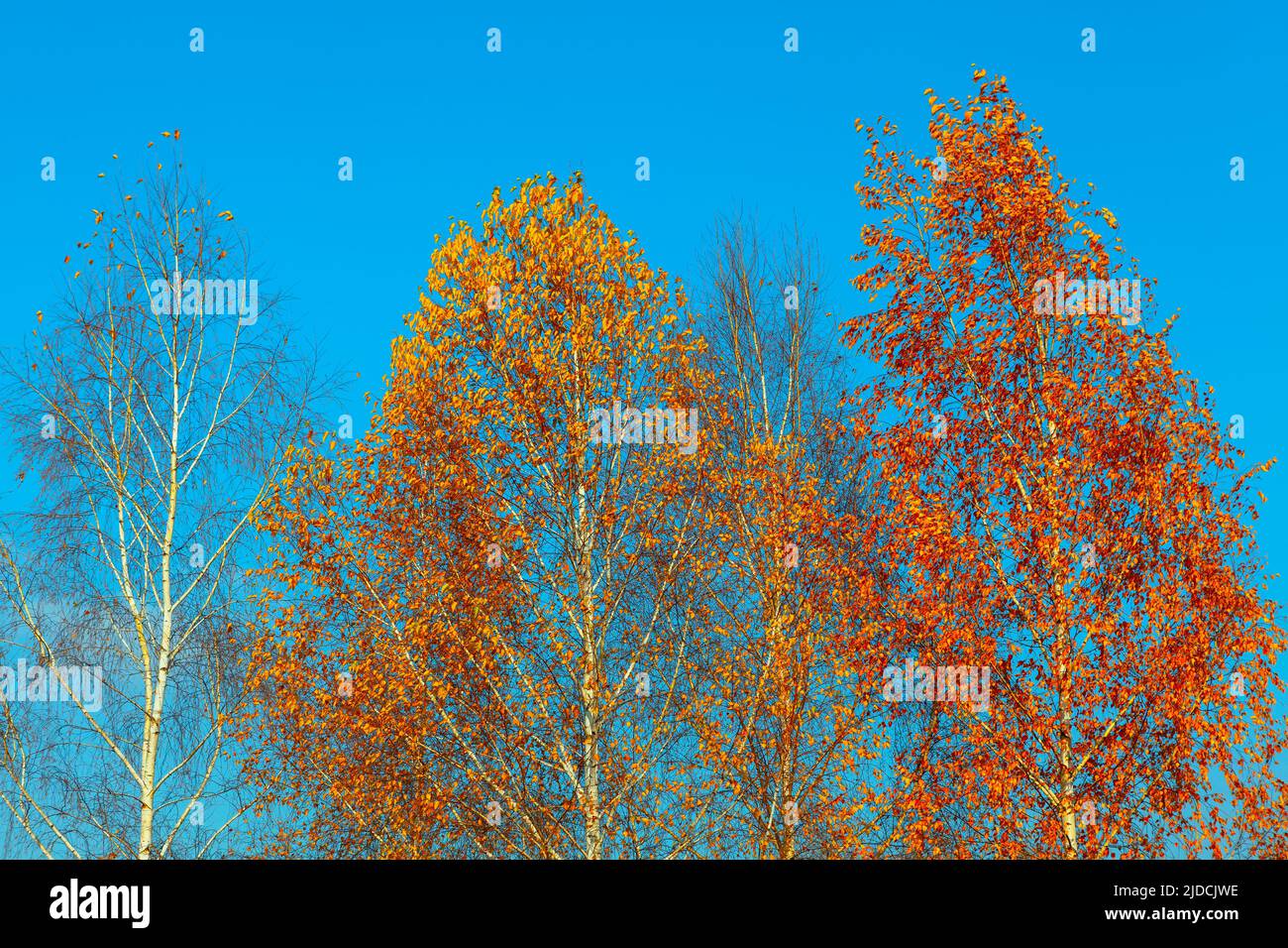 Birch treetops with red leaves in autumn Stock Photo - Alamy