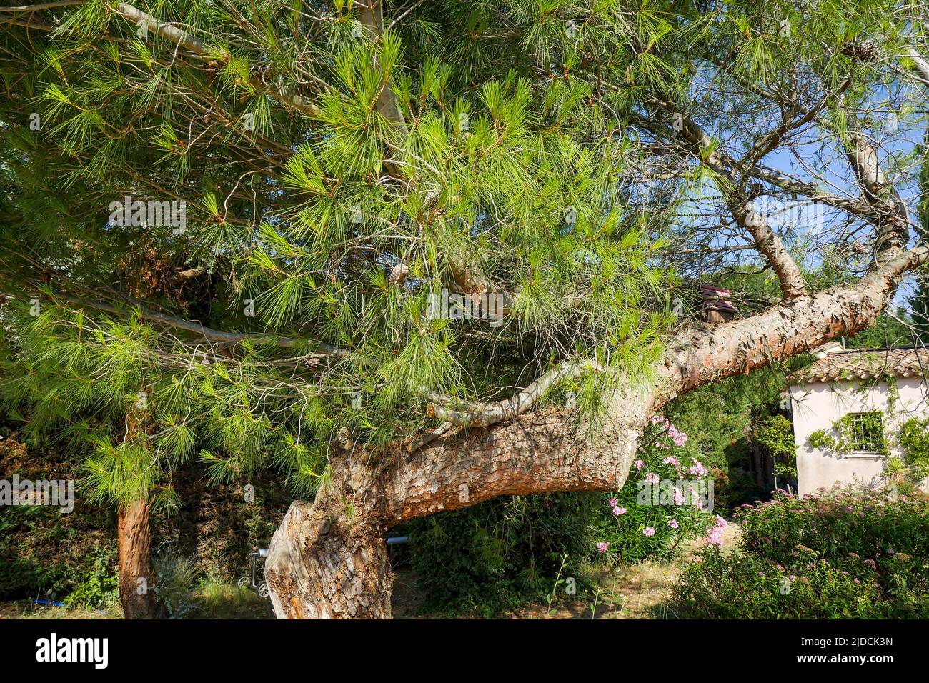 Knotty pine tree hi-res stock photography and images - Alamy