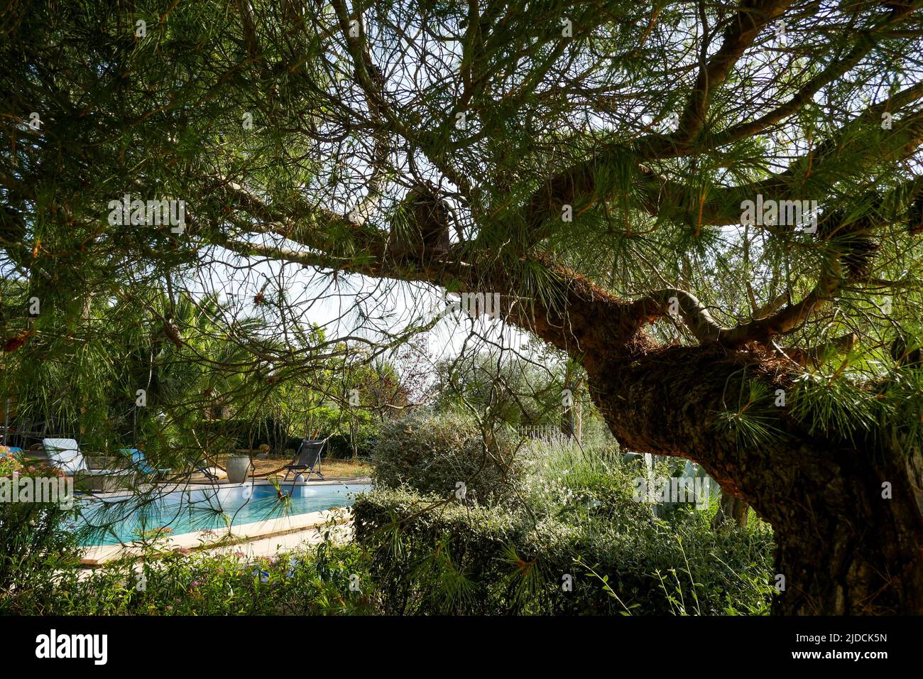 Knotty pine tree hi-res stock photography and images - Alamy
