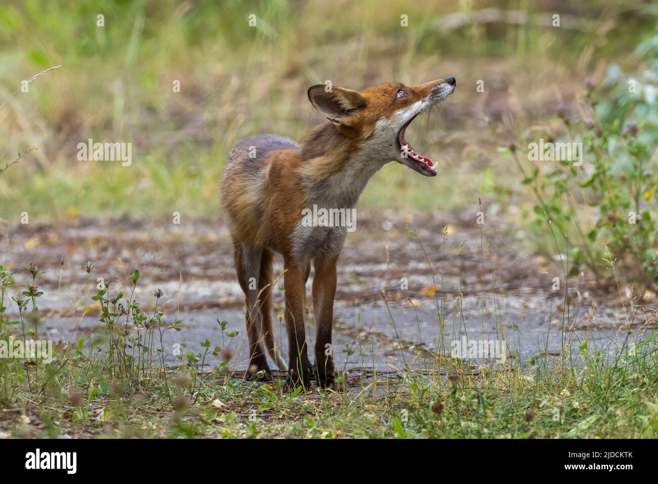 Female fox hi-res stock photography and images - Alamy