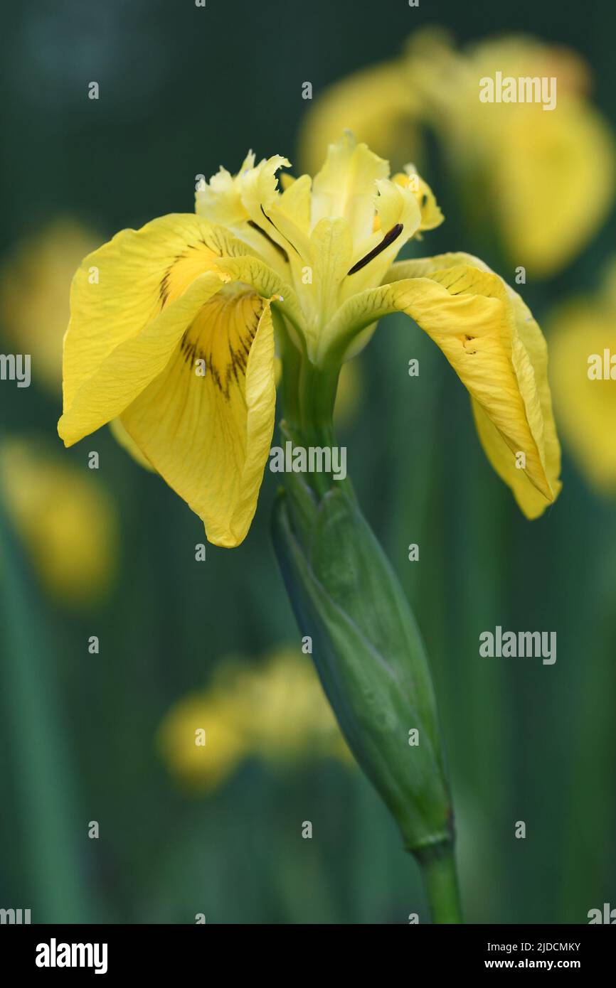Macro image of Flag Iris growing in the marshes of Breney Common ...