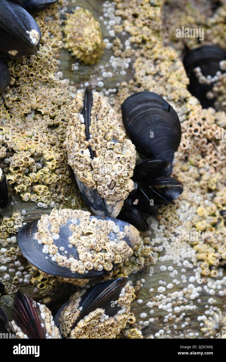 Mussel shells covered by barnacles at Whipsiderry Beach Cornwall Stock ...