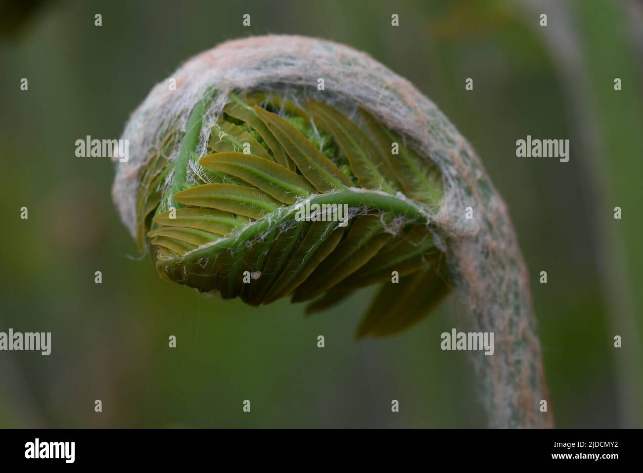 Macro image of an emerging fern Breney Common Nature Reserve Cornwall ...
