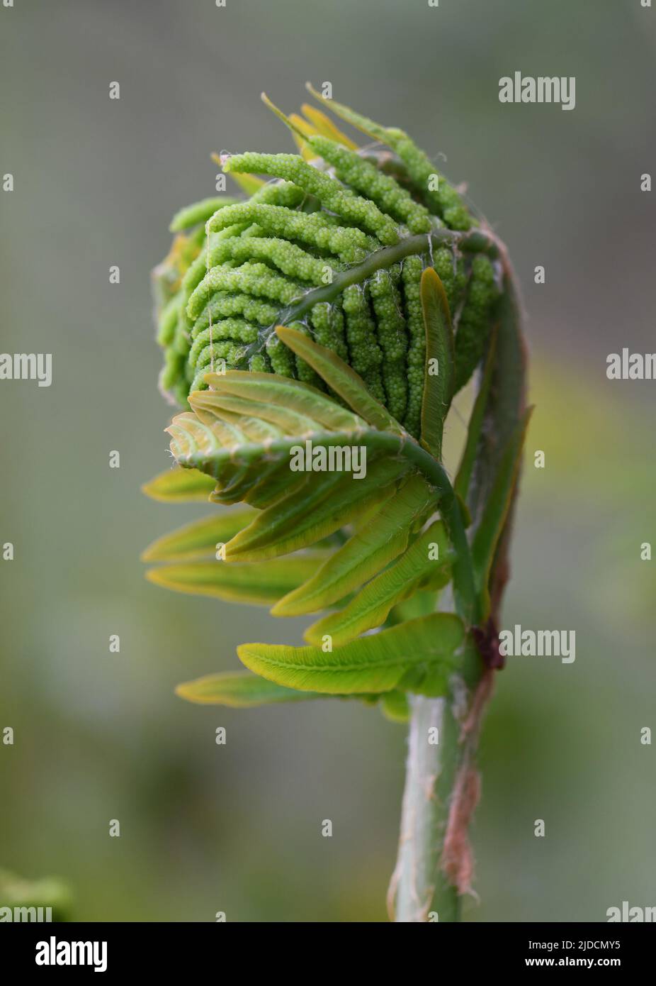 Macro image of an emerging fern Breney Common Nature Reserve Cornwall ...