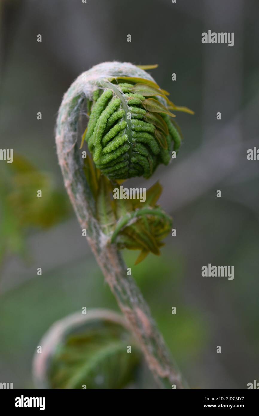 Macro image of an emerging fern Breney Common Nature Reserve Cornwall ...