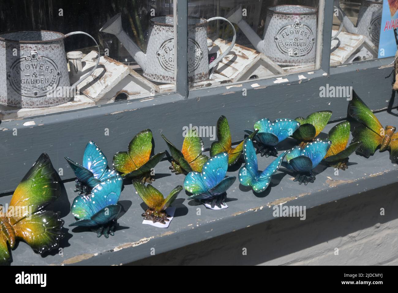 ornamental butterflies shop display, cambridge england Stock Photo - Alamy