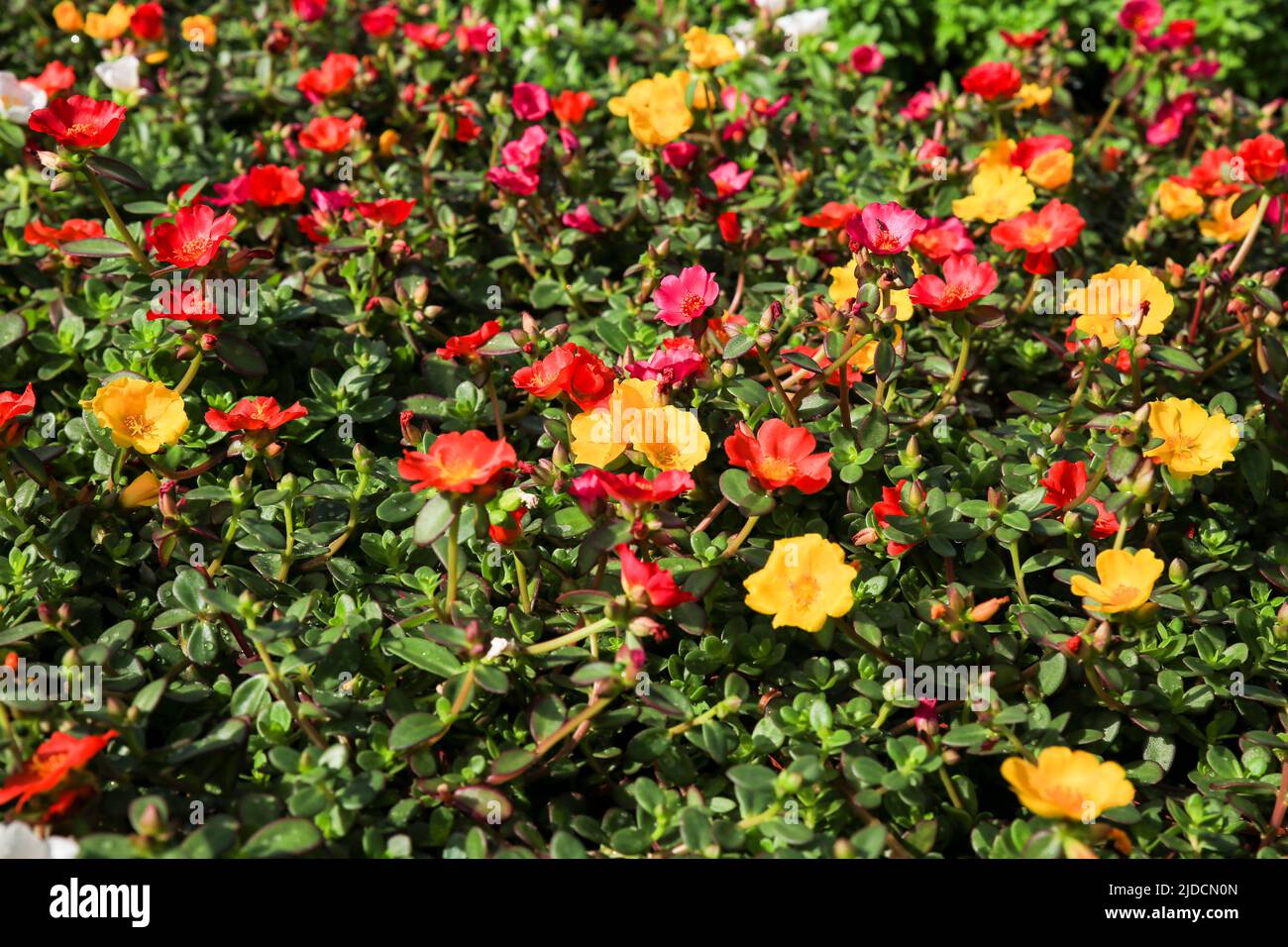Colorful and beautiful Portulaca Grandiflora flowers in the garden ...