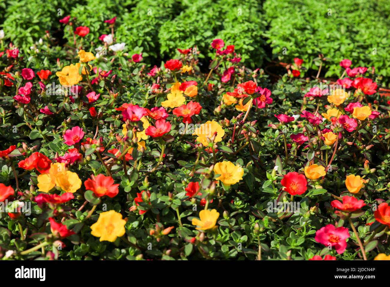 Colorful and beautiful Portulaca Grandiflora flowers in the garden ...