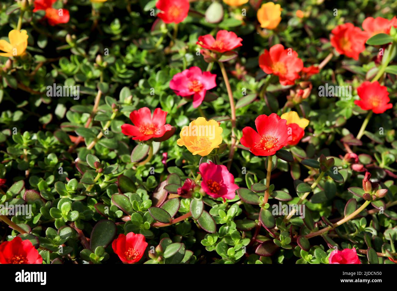 Colorful and beautiful Portulaca Grandiflora flowers in the garden ...
