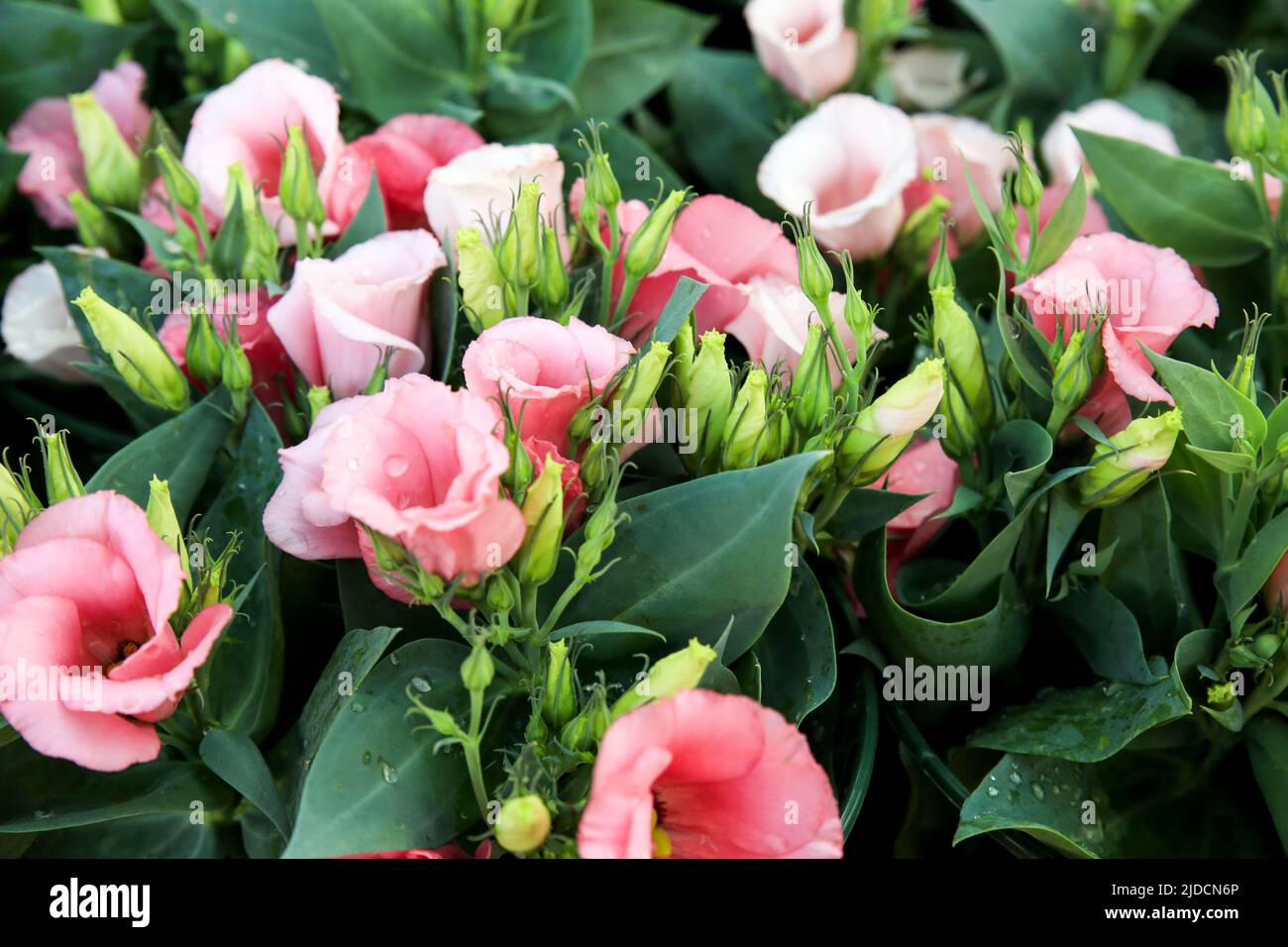 Eustoma grandiflorum pink hi-res stock photography and images - Alamy