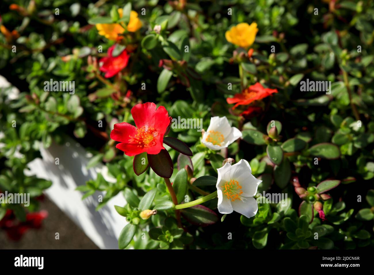 Colorful and beautiful Portulaca Grandiflora flowers in the garden ...