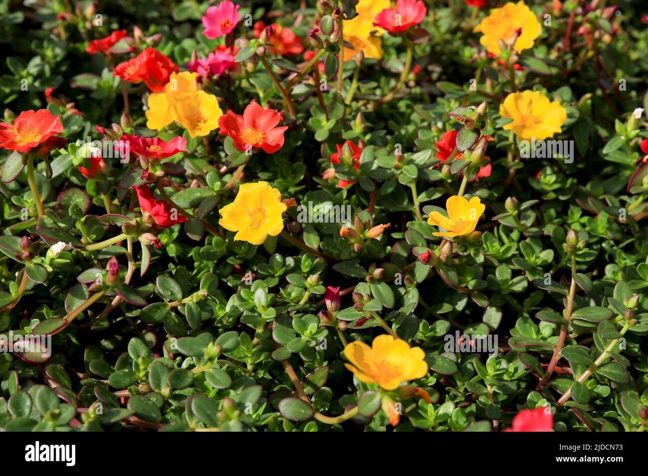 Portulaca grandiflora hook hi-res stock photography and images - Alamy