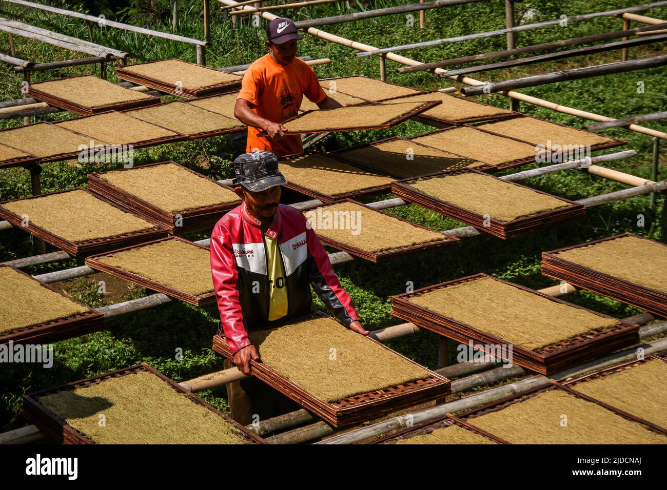 Farmers arrange trays of tobacco drying in Sumedang. The majority of ...