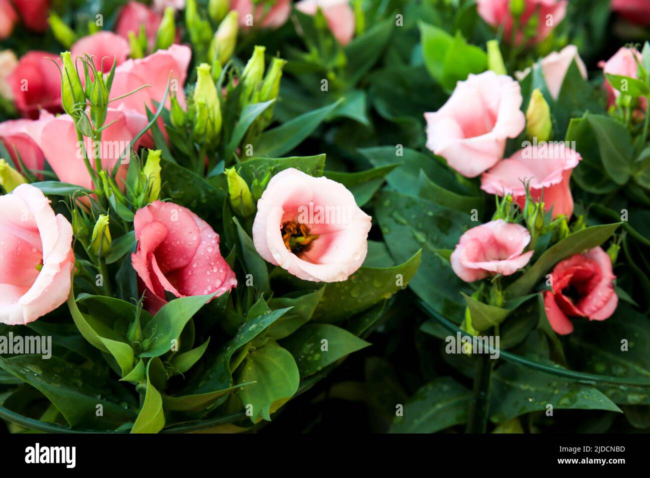 Colorful Eustoma Grandiflorum flowers in the garden Stock Photo - Alamy