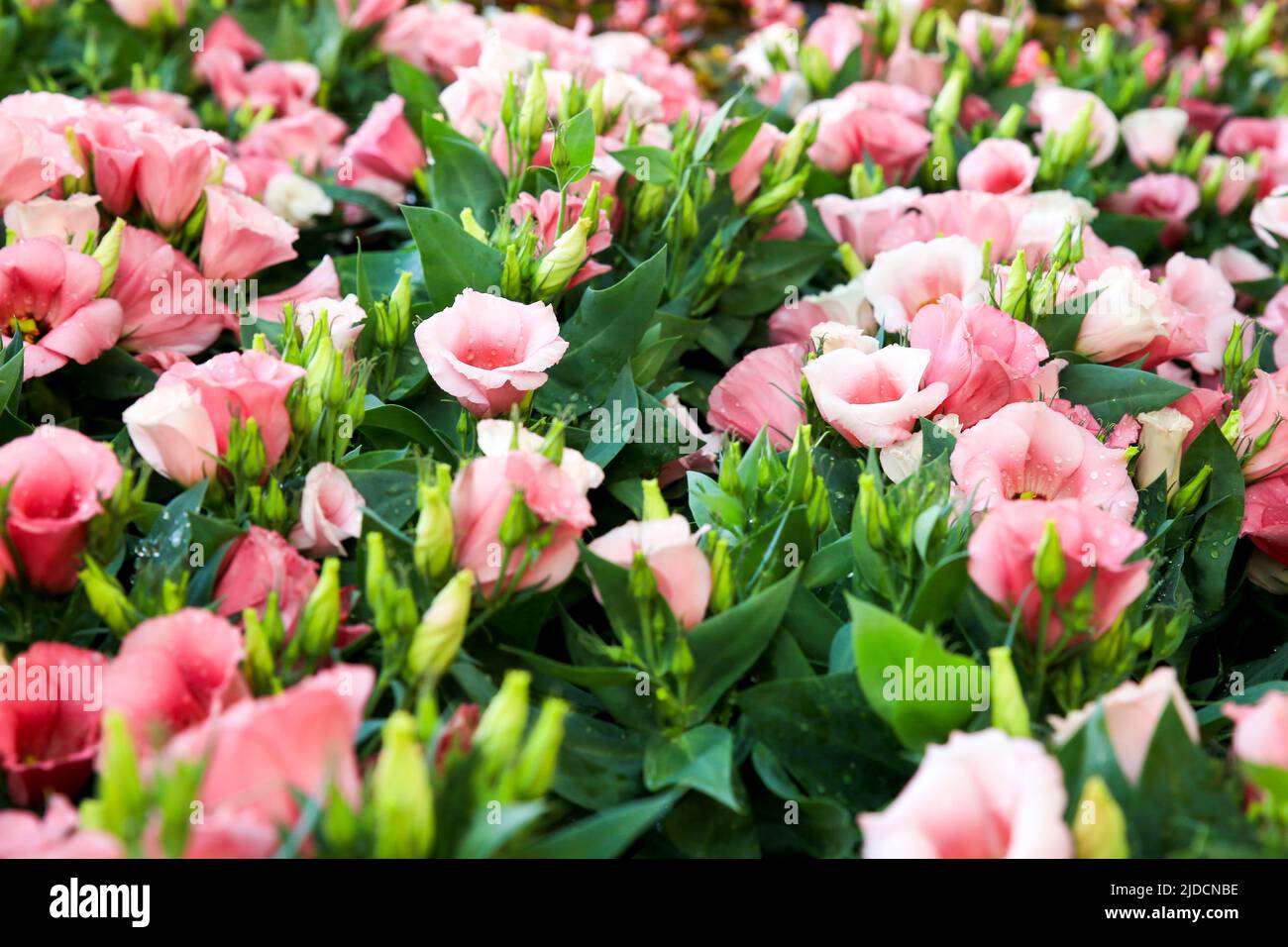 Colorful Eustoma Grandiflorum flowers in the garden Stock Photo - Alamy
