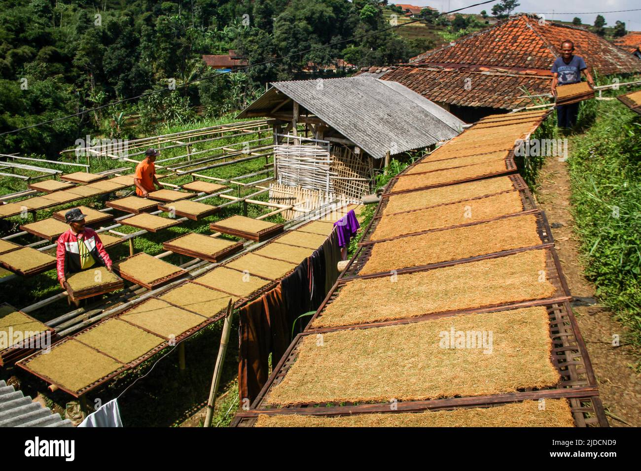 Farmers arrange trays of tobacco drying in Sumedang. The majority of ...