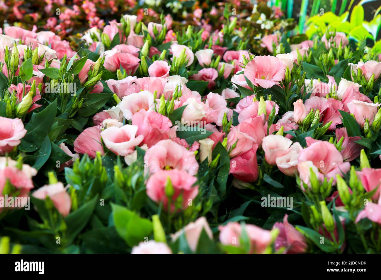 Colorful Eustoma Grandiflorum flowers in the garden Stock Photo - Alamy