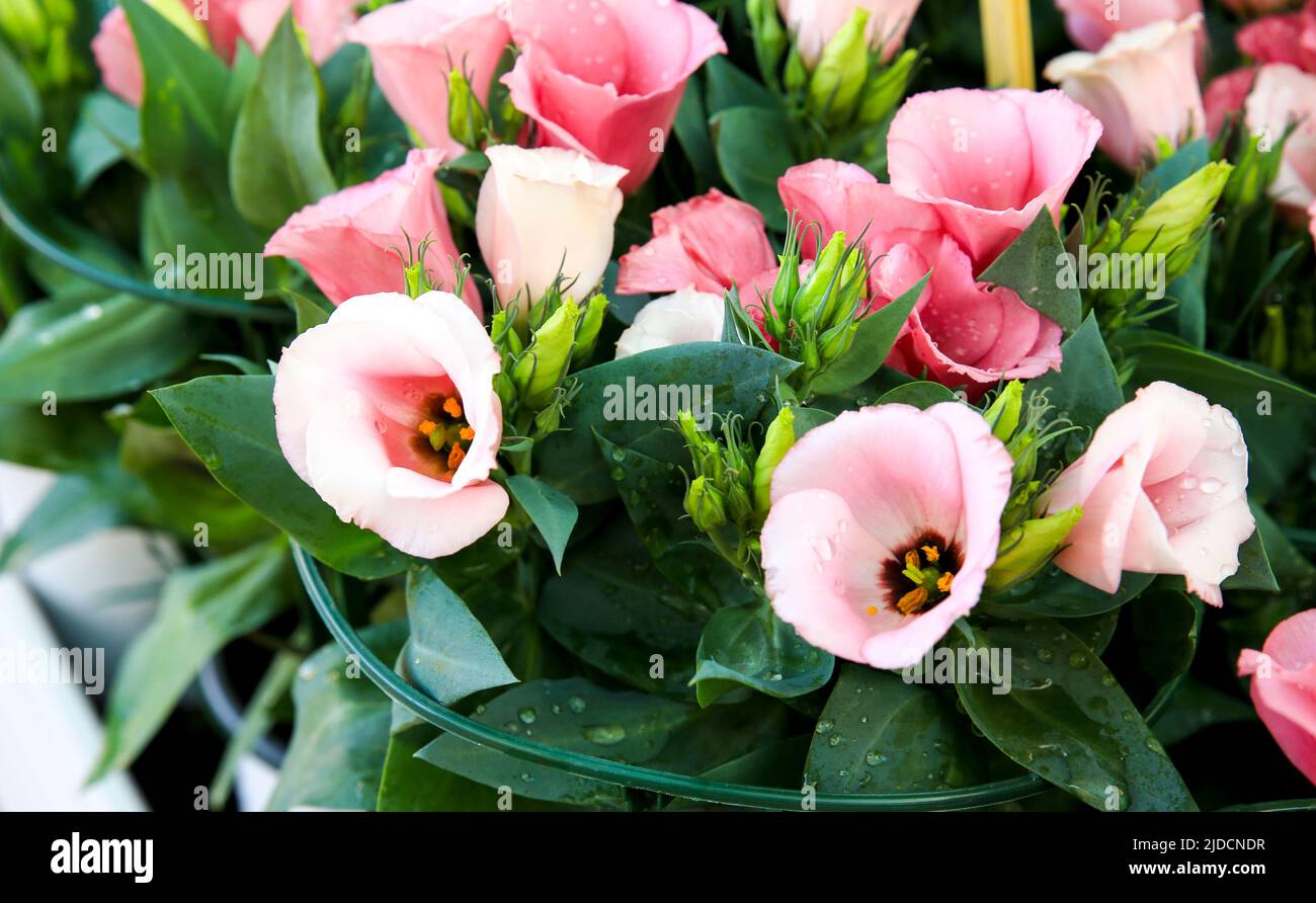 Colorful Eustoma Grandiflorum flowers in the garden Stock Photo - Alamy