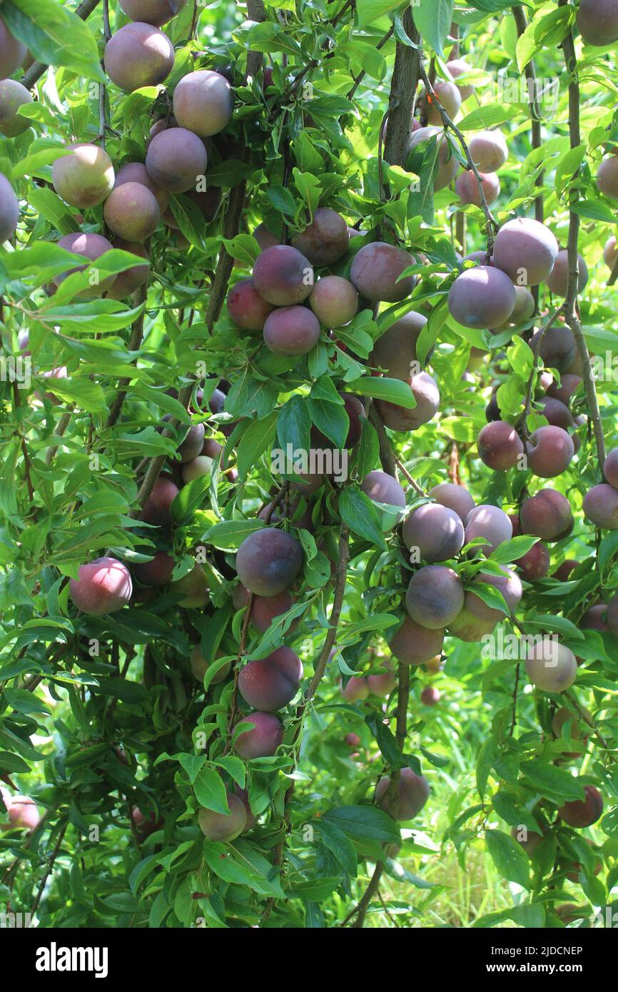 Vibrant orchard hi-res stock photography and images - Alamy