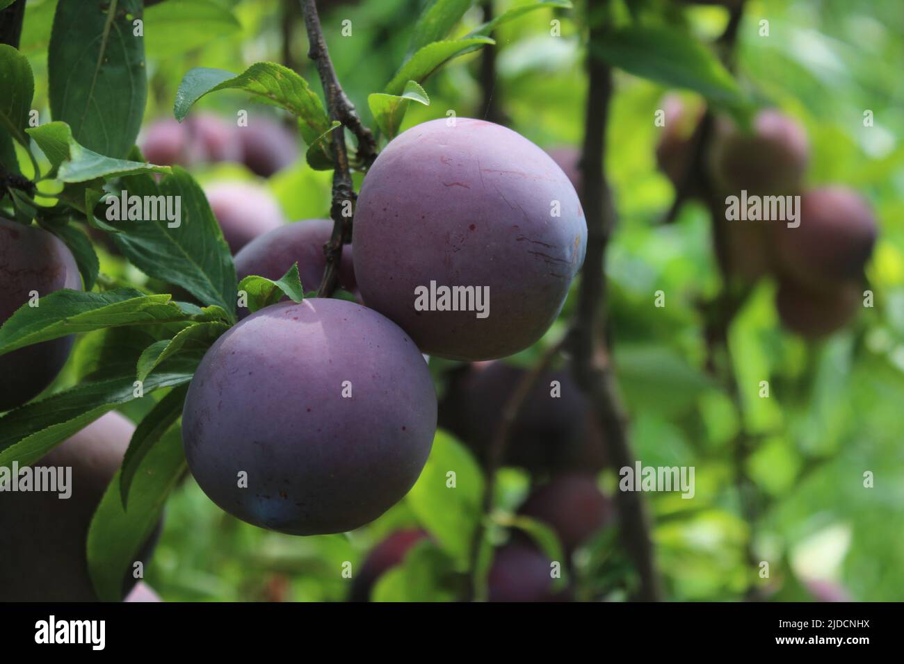 Vibrant orchard hi-res stock photography and images - Alamy