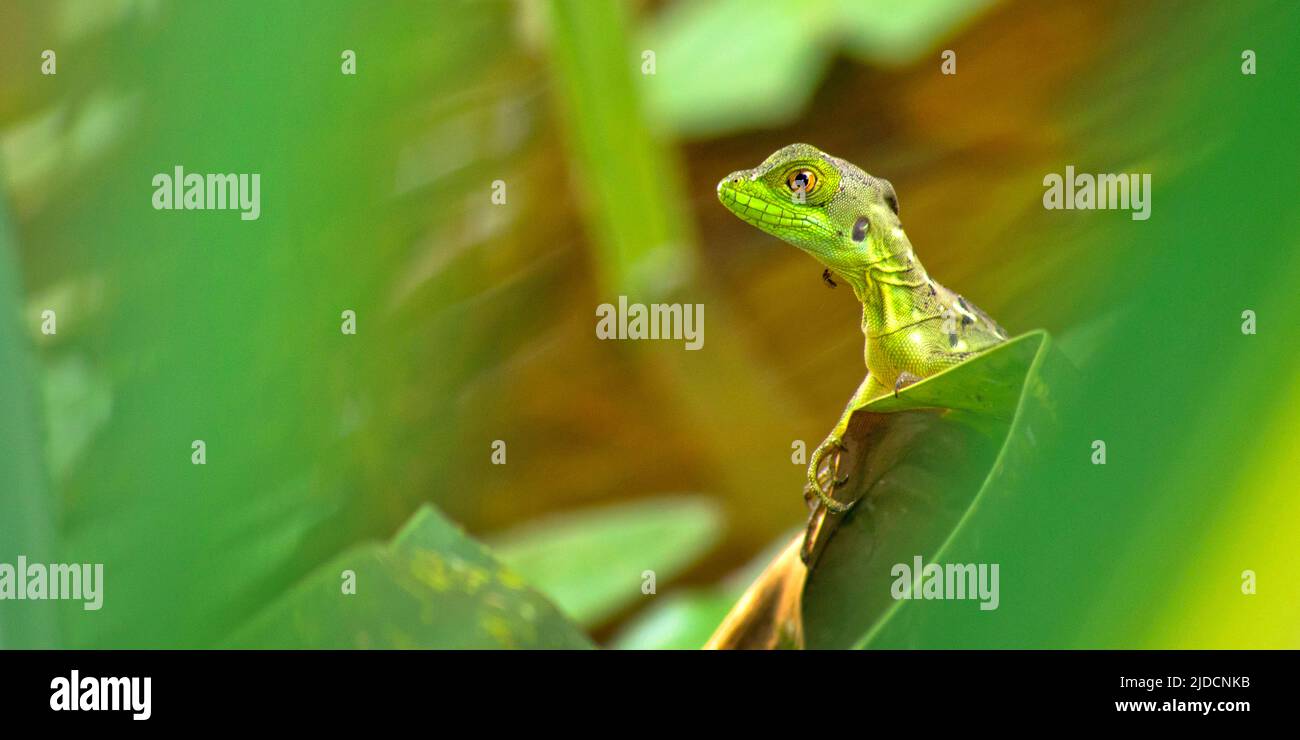Plumed Basilisk, Green Basilisk, Jesus Christ Lizard, Basiliscus ...