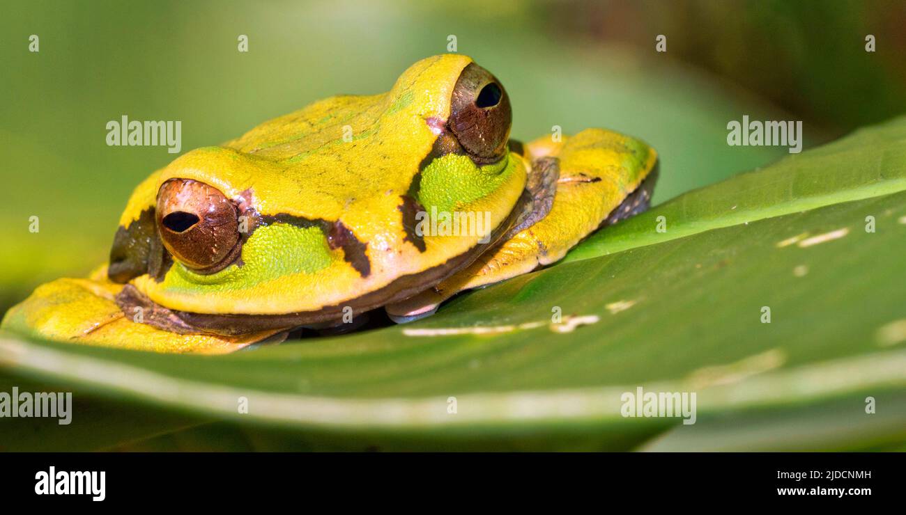 New Granada Cross-banded Tree Frog, Smilisca phaeota, Tropical ...