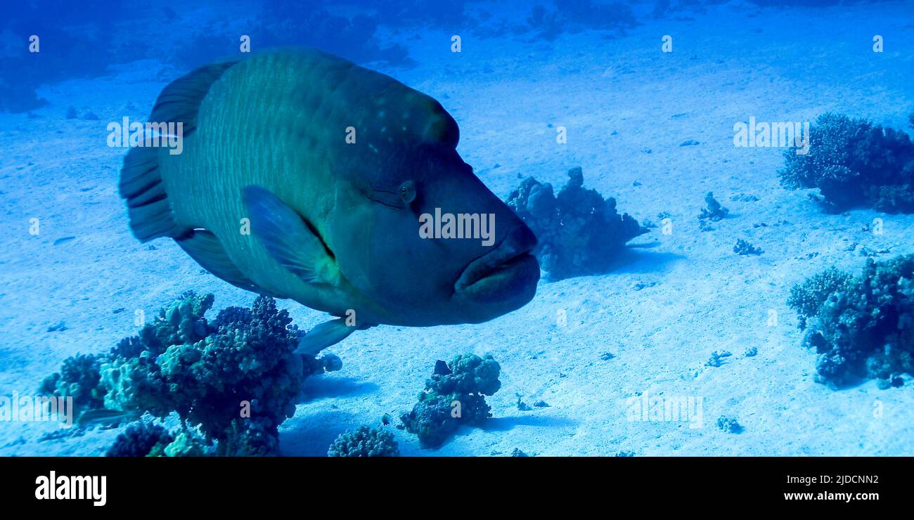 Humpback Wrasse, Cheilinus undulatus, Coral Reef, Red Sea, Egypt ...