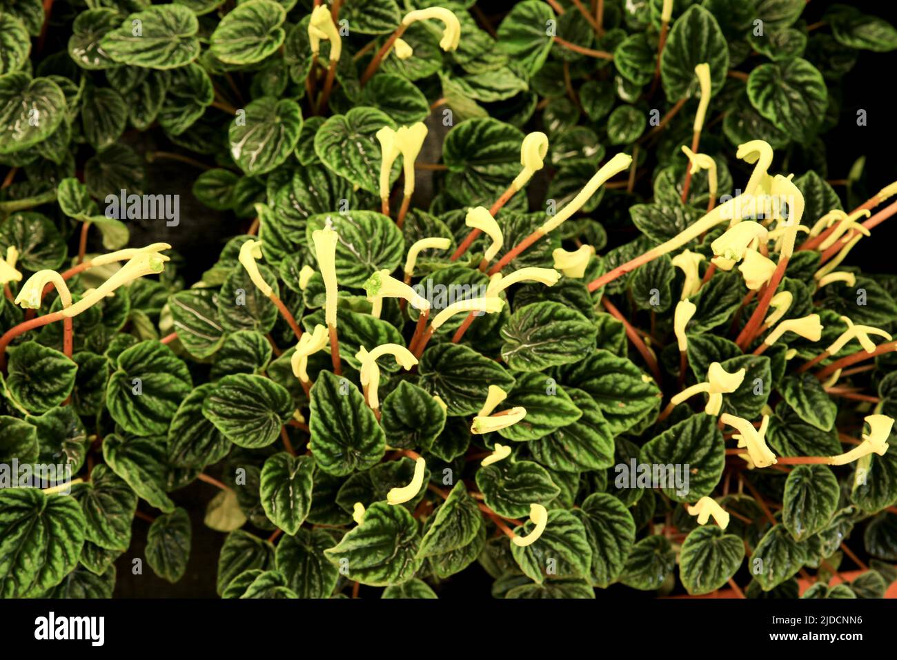 Colorful Peperomia Caperata plants in bloom in the garden Stock Photo ...