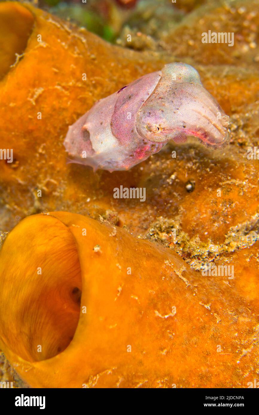 Cuttlefish, Sepia sp., Coral Reef, Lembeh, North Sulawesi, Indonesia ...