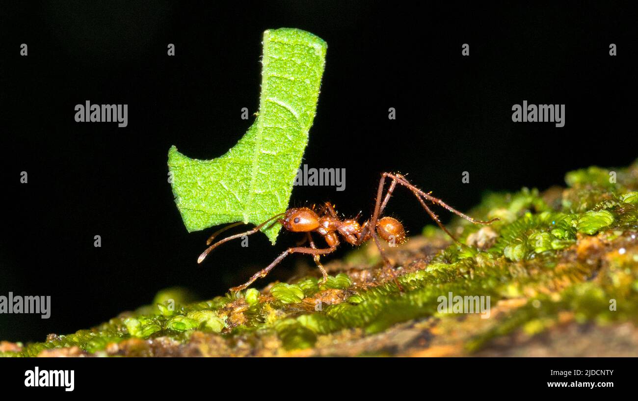 Leafcutter Ant, Tropical Rainforest, Marino Ballena National Park ...