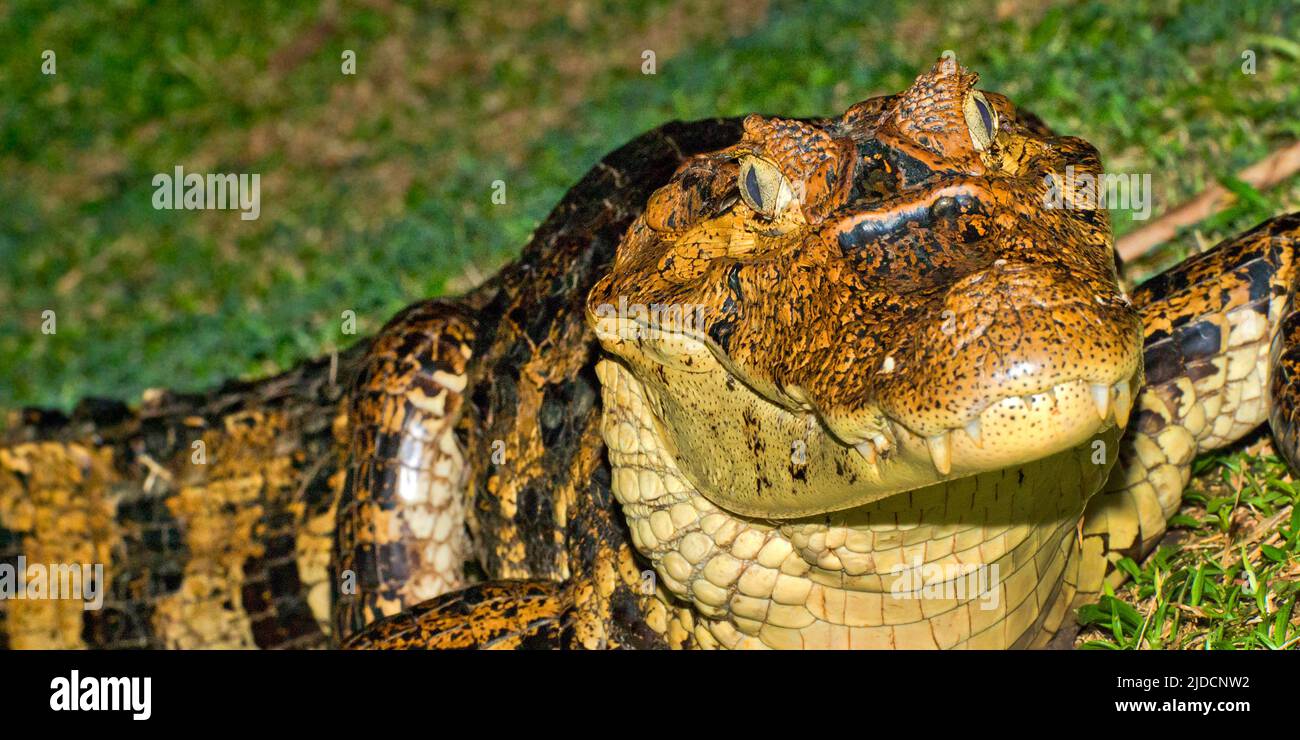 Spectacled Caiman, White Caiman, Common Caiman, Caiman crocodilus ...