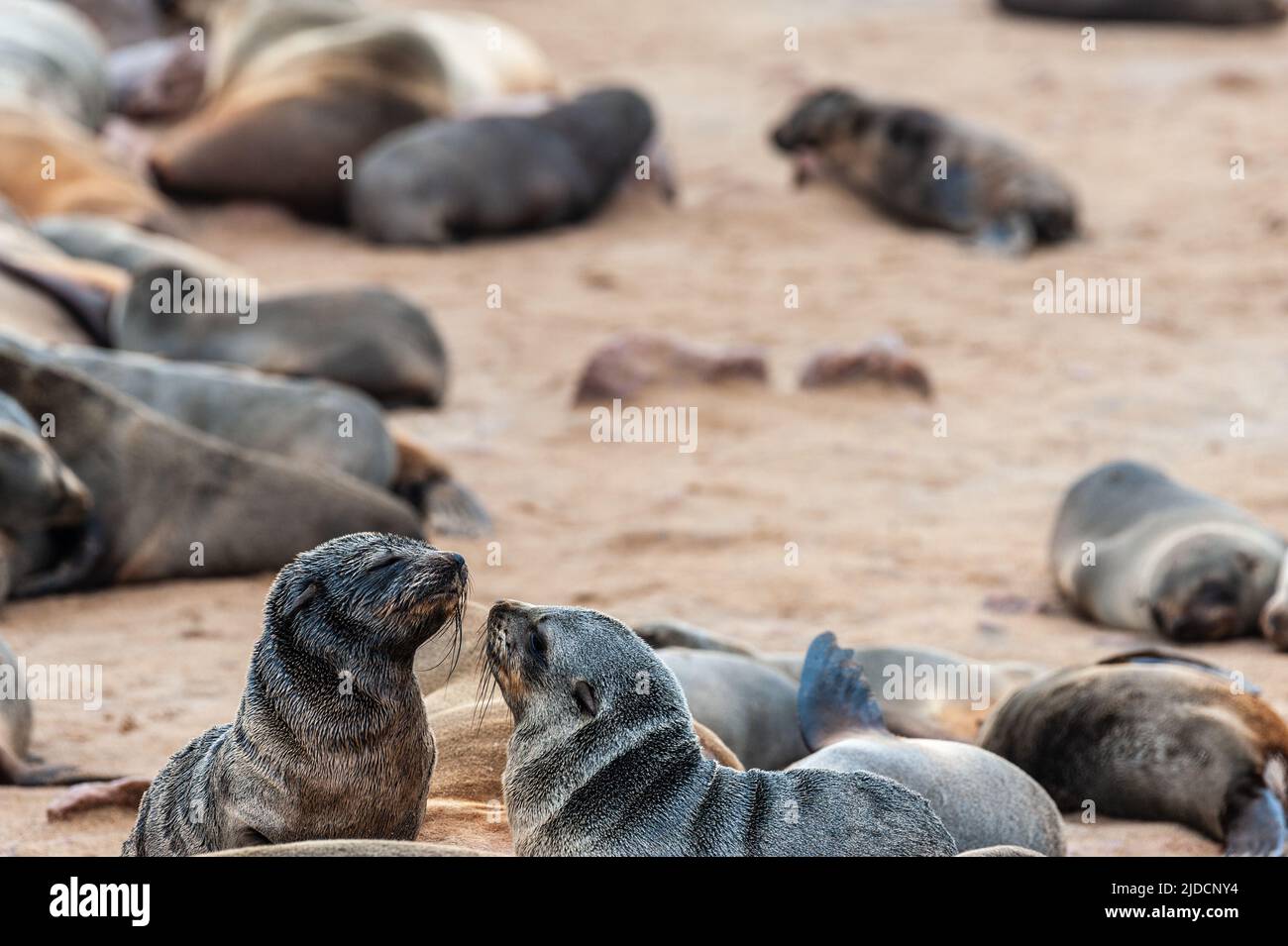 Two red seals hi-res stock photography and images - Alamy