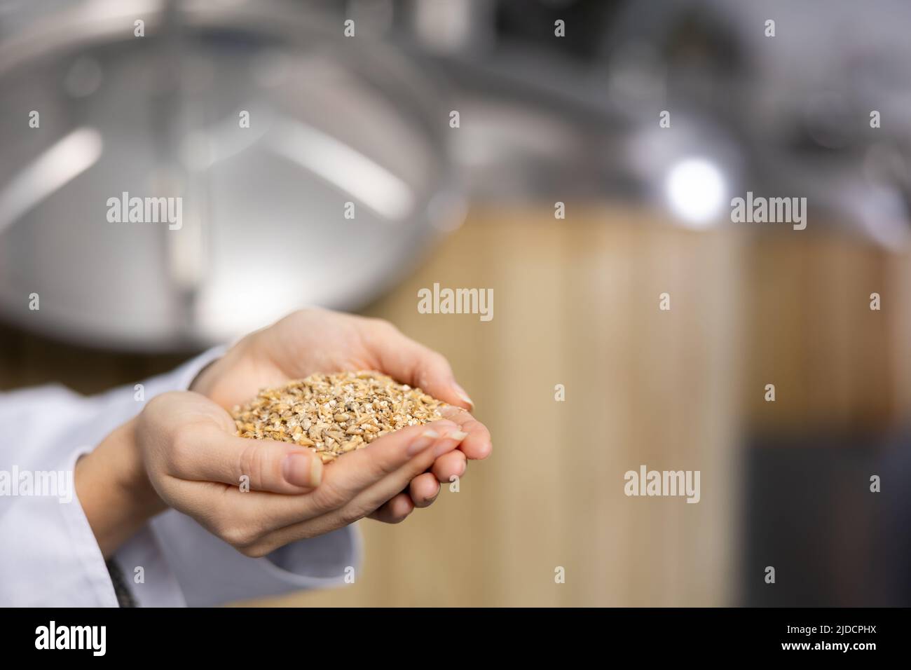 Handful of milled malted grain in hands of female brewmaster Stock ...