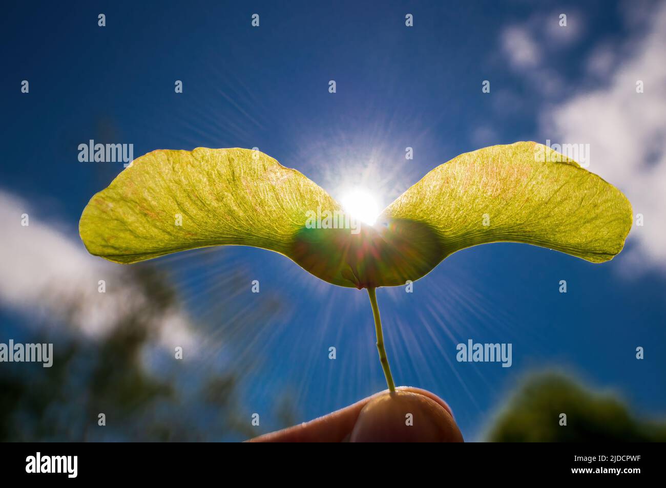 Ripe maple seed hi-res stock photography and images - Alamy