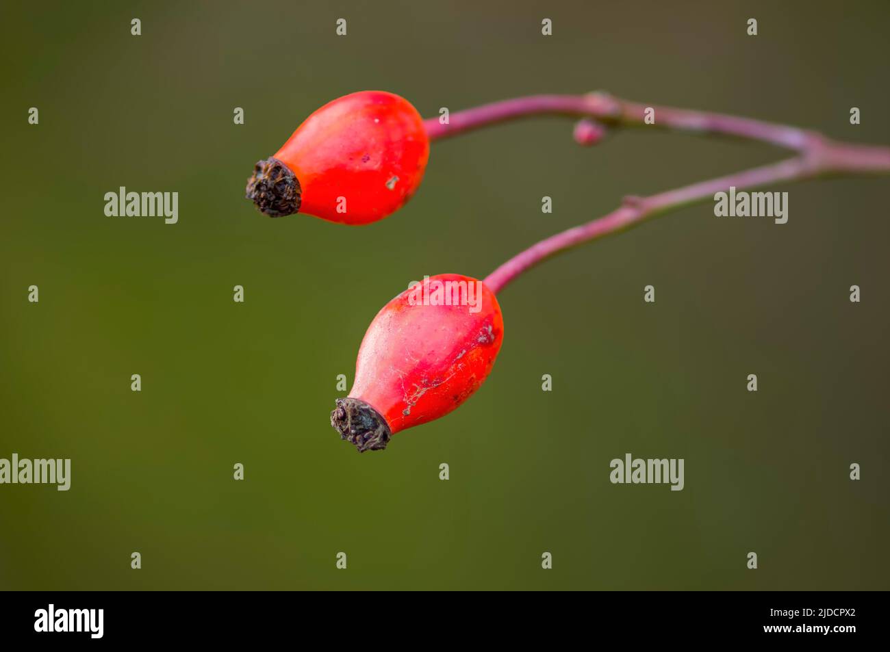 a branch with red rose hips Stock Photo - Alamy