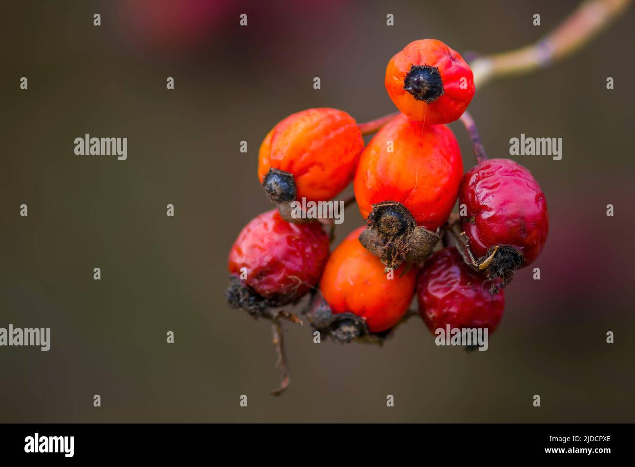 Grow rose hips hi-res stock photography and images - Alamy